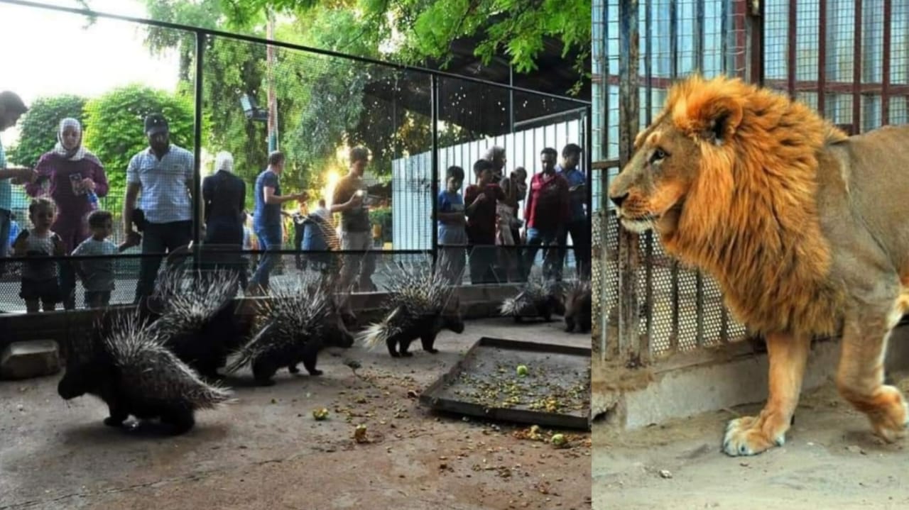 The Damascus Zoo is Back and Better Than Ever! » This is Dimashq