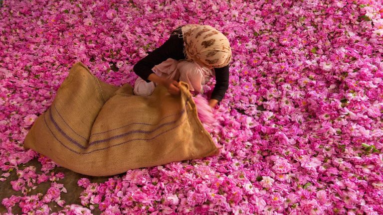 Discover Syria’s National Flower: Damask rose » This is Dimashq