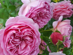 Discover Syria’s National Flower: Damask rose » This is Dimashq