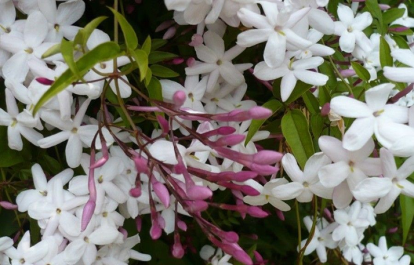 Discover Syria’s National Flower: Damask rose » This is Dimashq