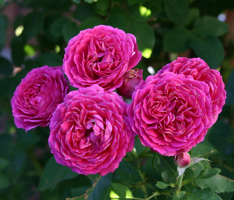 Discover Syria’s National Flower: Damask rose » This is Dimashq