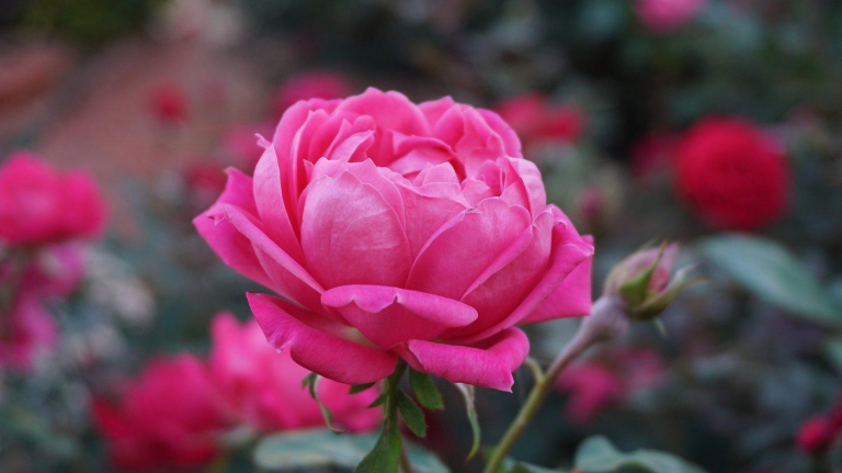 Discover Syria’s National Flower: Damask rose » This is Dimashq